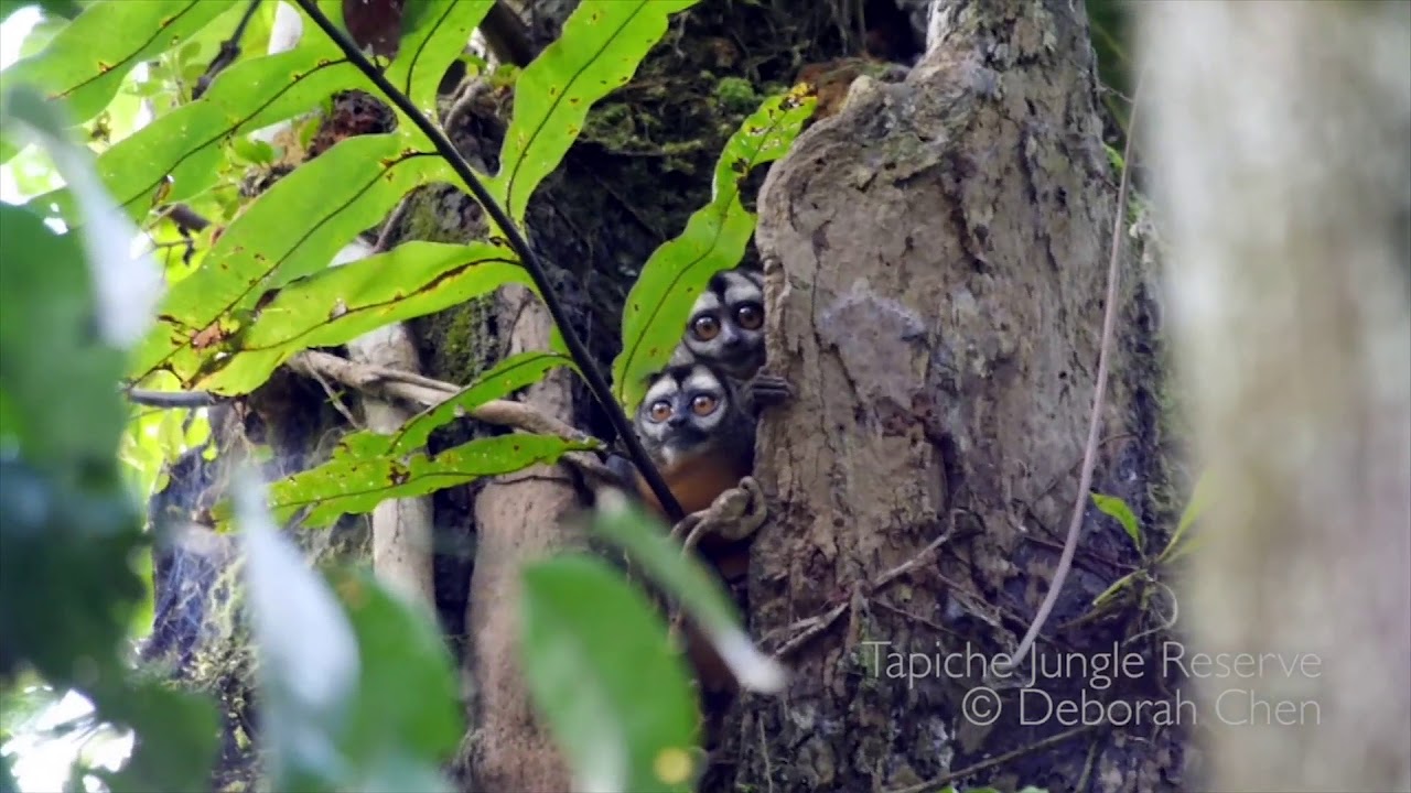 Musmuki (Nancy Ma's night monkey "Aotus nancymaae") at the Tapiche ...