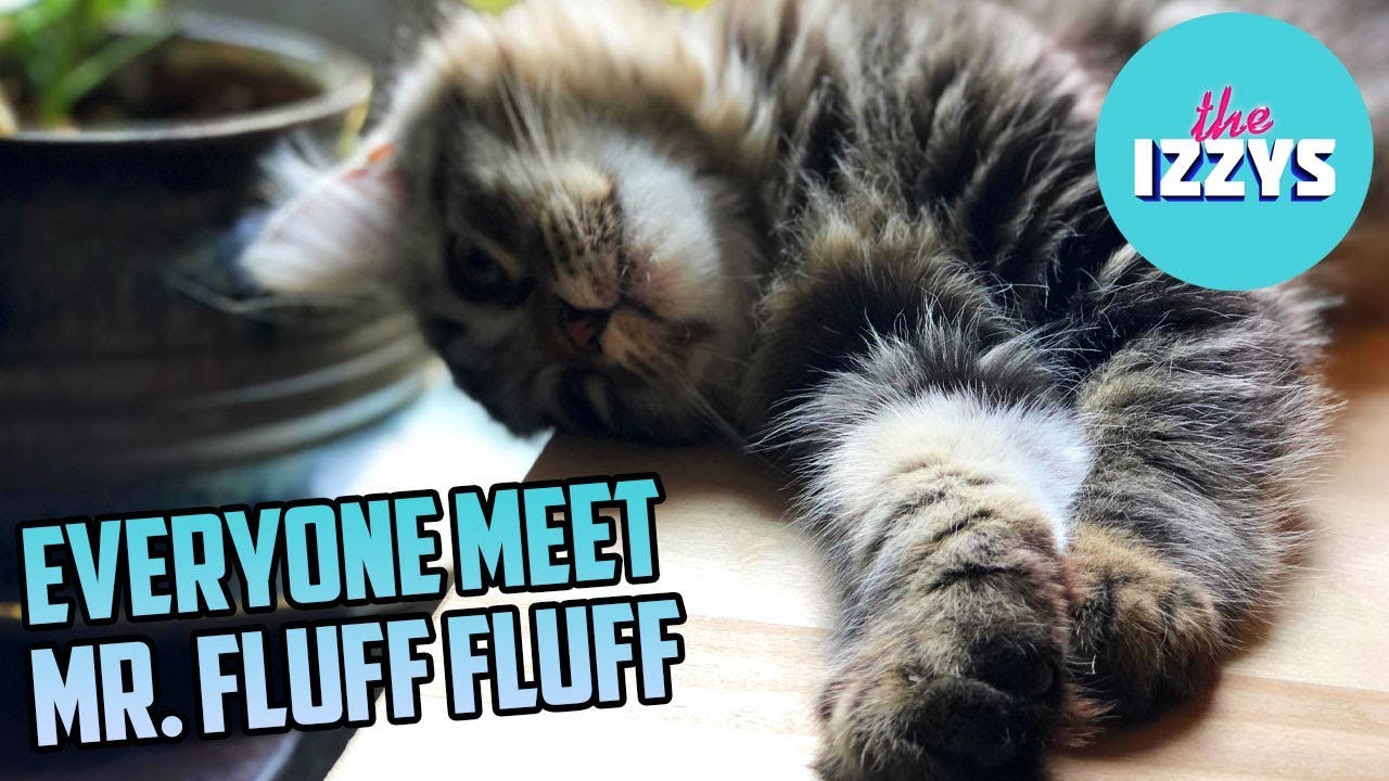 Mr. Fluff Fluff, WELCOME TO THE IZZYS FAMILY! - YouTube
