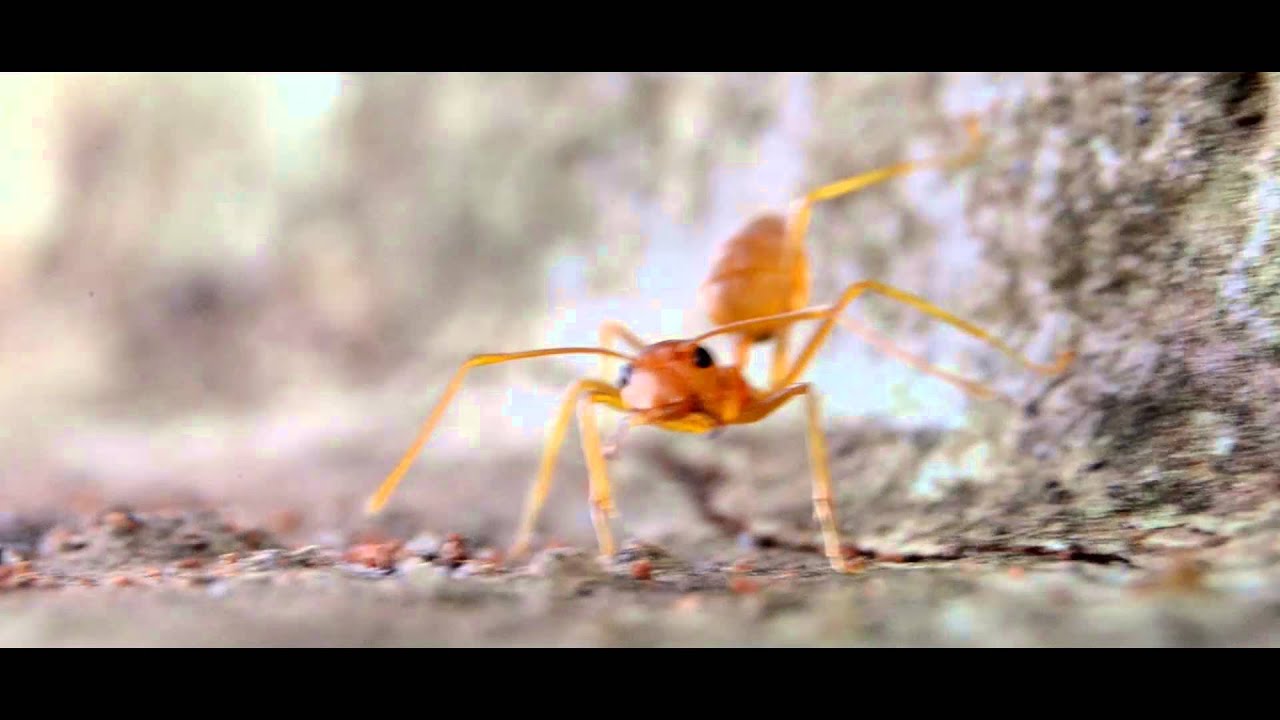 ANTS Documentary - YouTube
