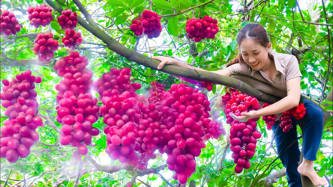 Amazing,Harvest Super-fruitful BON BON THAI trees to sell, Get rich ...