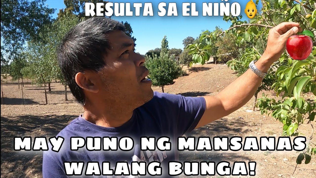 MANSANAS AT UBAS WALANG BUNGA DAHIL SA EL NIÑO! - YouTube
