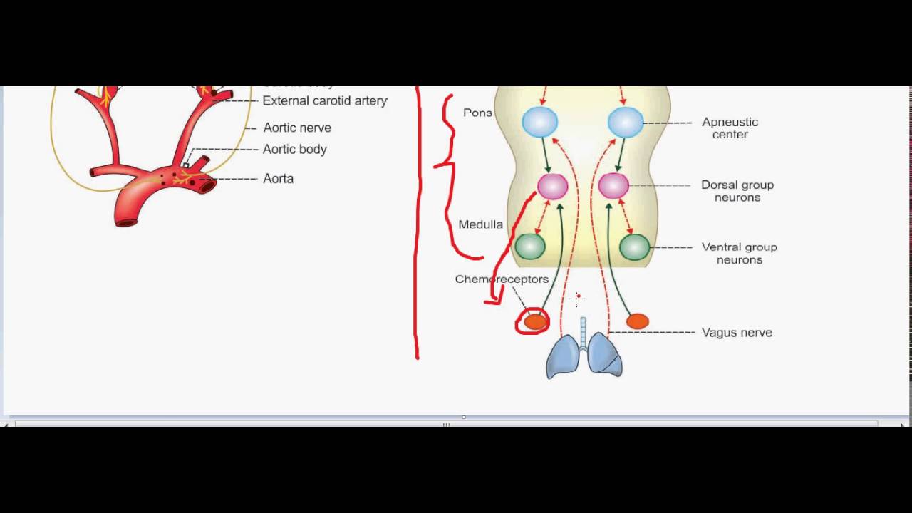 Regulation of respiration -- chemoreceptors -- part 2 - YouTube