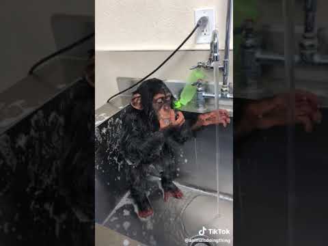 Funny monkey washing face - YouTube