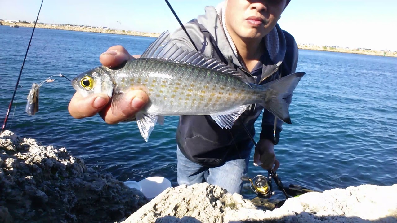 Australian Herring / Tommy ruff for live bait - YouTube