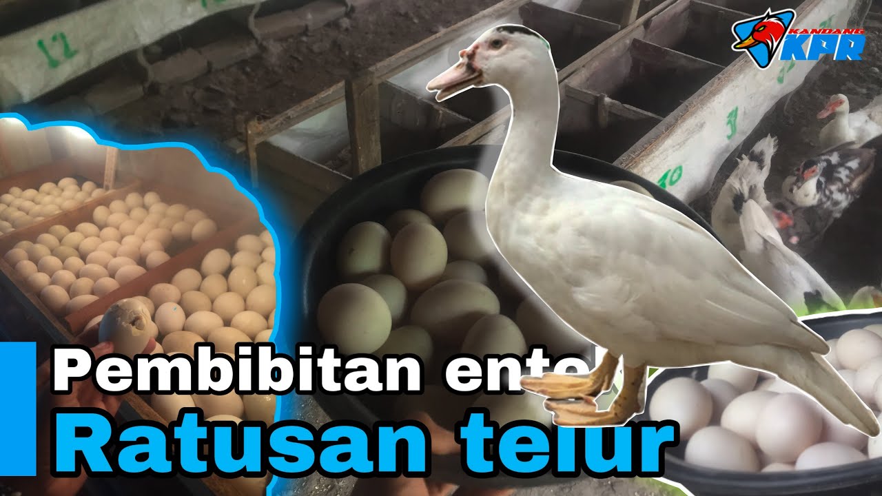 Begini cara menghasilkan ratusan telur dalam pembitan entok‼️ - YouTube