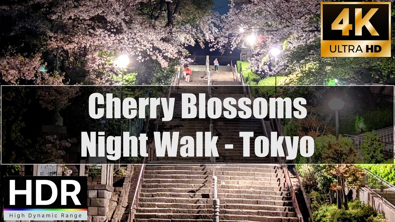 [4K HDR] Night Japan Cherry Blossoms walk in Tokyo Ikegami Honmonji ...