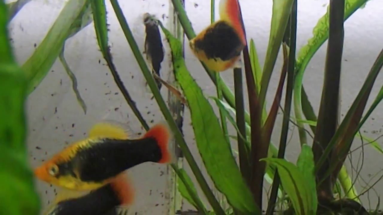 xiphophorus variatus hawaii - YouTube