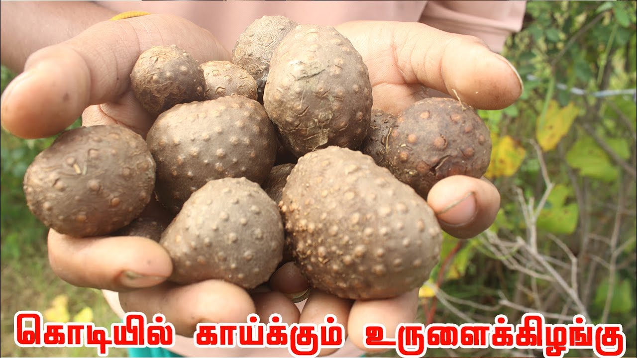வெற்றிலை வள்ளி கிழங்கு வளர்ப்பு Vetrilai valli kilangu valarpu in Tamil ...