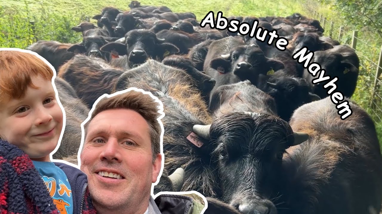 Absolute MAYHEM !! - YouTube