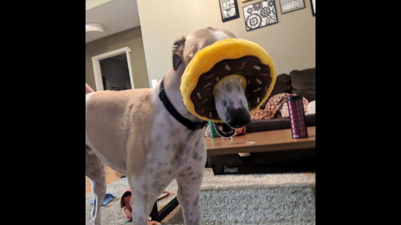 Barney the Greyhound doing Tricks - YouTube