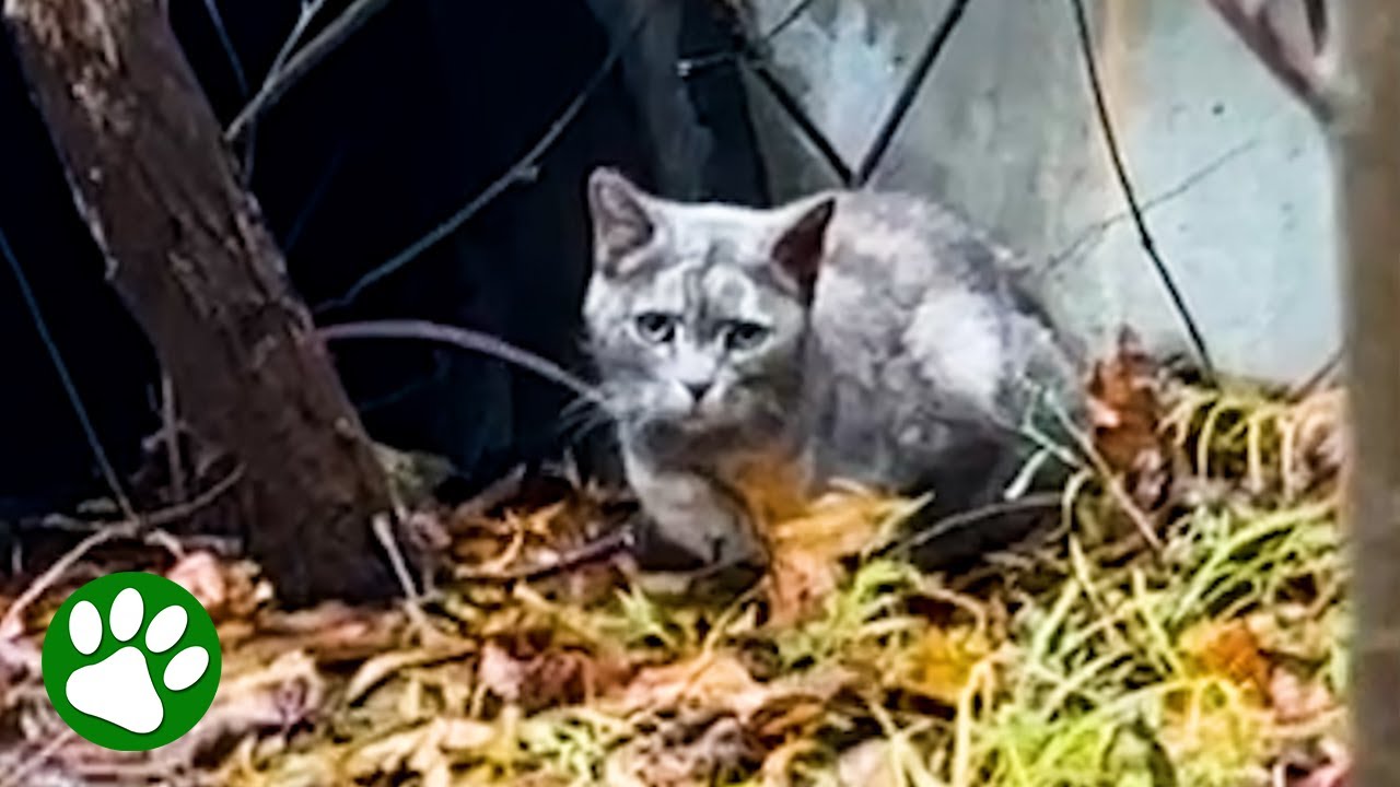 Sad cat living in sewer learns to trust - YouTube