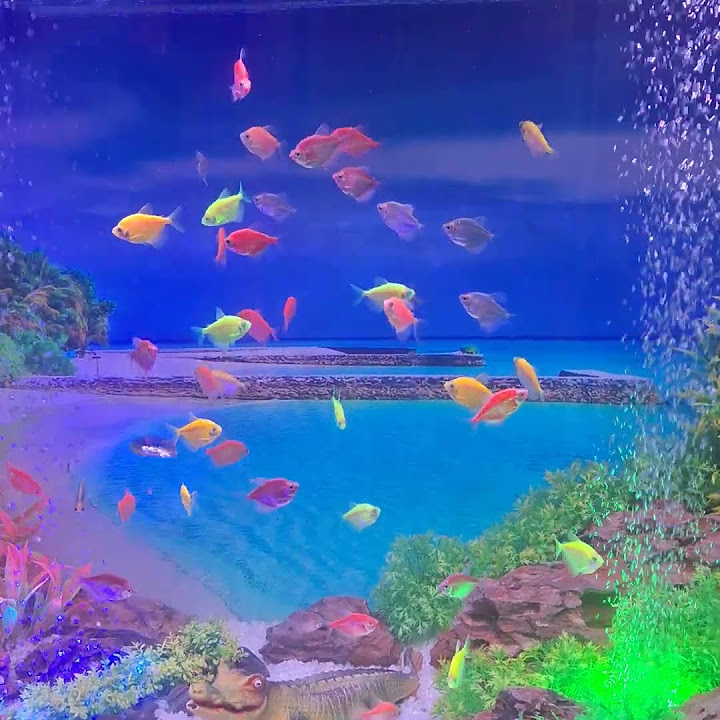 Peaceful Tetra: A Calming Look at Tetra Fish in a Home Aquarium # ...
