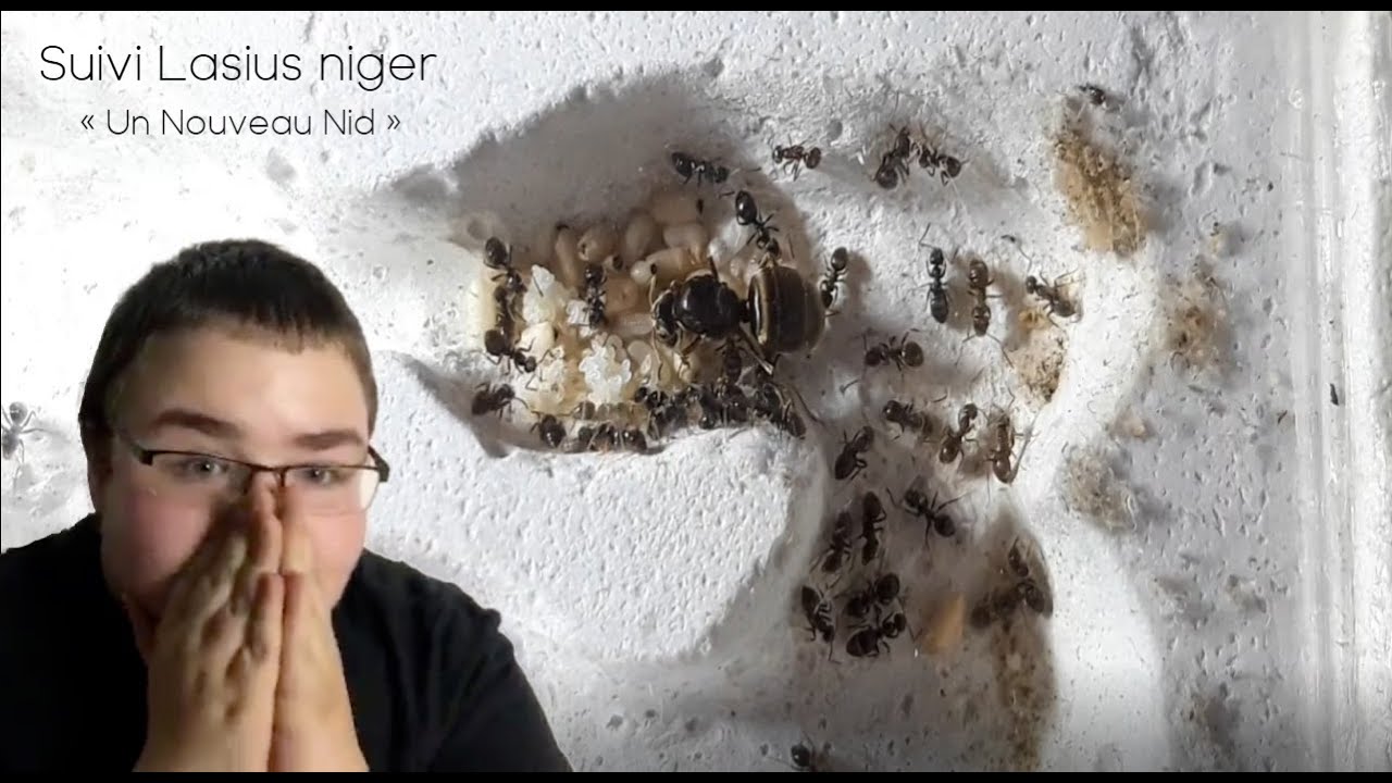Un nouveau nid pour les Lasius Niger ! - YouTube
