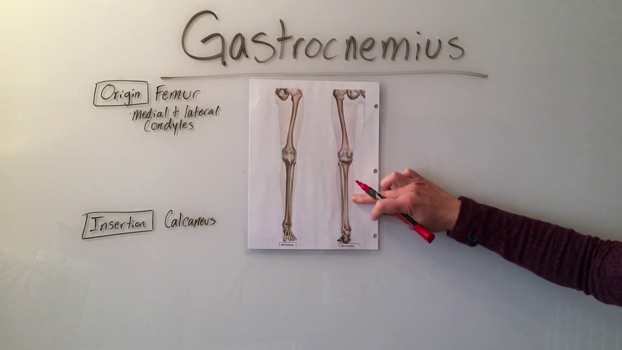 Gastrocnemius Muscle Anatomy - YouTube