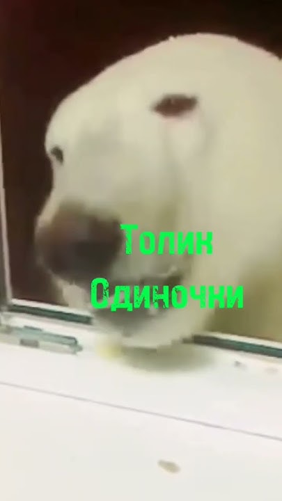 Толик попросил у меня аптечку и я не смог ему откозать Capcut сталкер