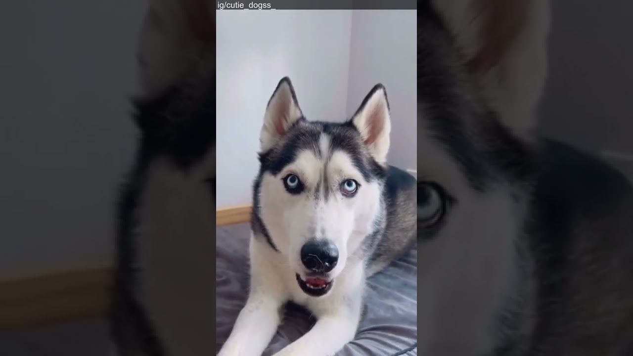 Funniest And Cutest Dogs, Dogs Reels Compilation That Will Make You ...