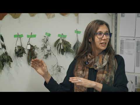 Anne Harris, Artist in Residence - YouTube