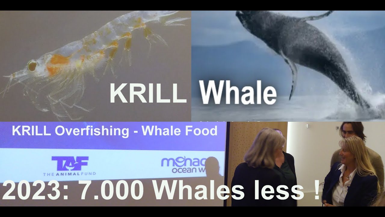 KRILL overfishing Whale Food, TAF #MonacoOceanWeek 2024 - YouTube