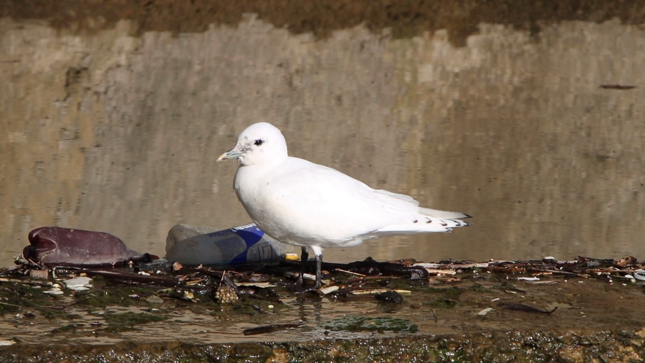 ***MEGA RARE*** IVORY GULL IN FLINT, MI - YouTube
