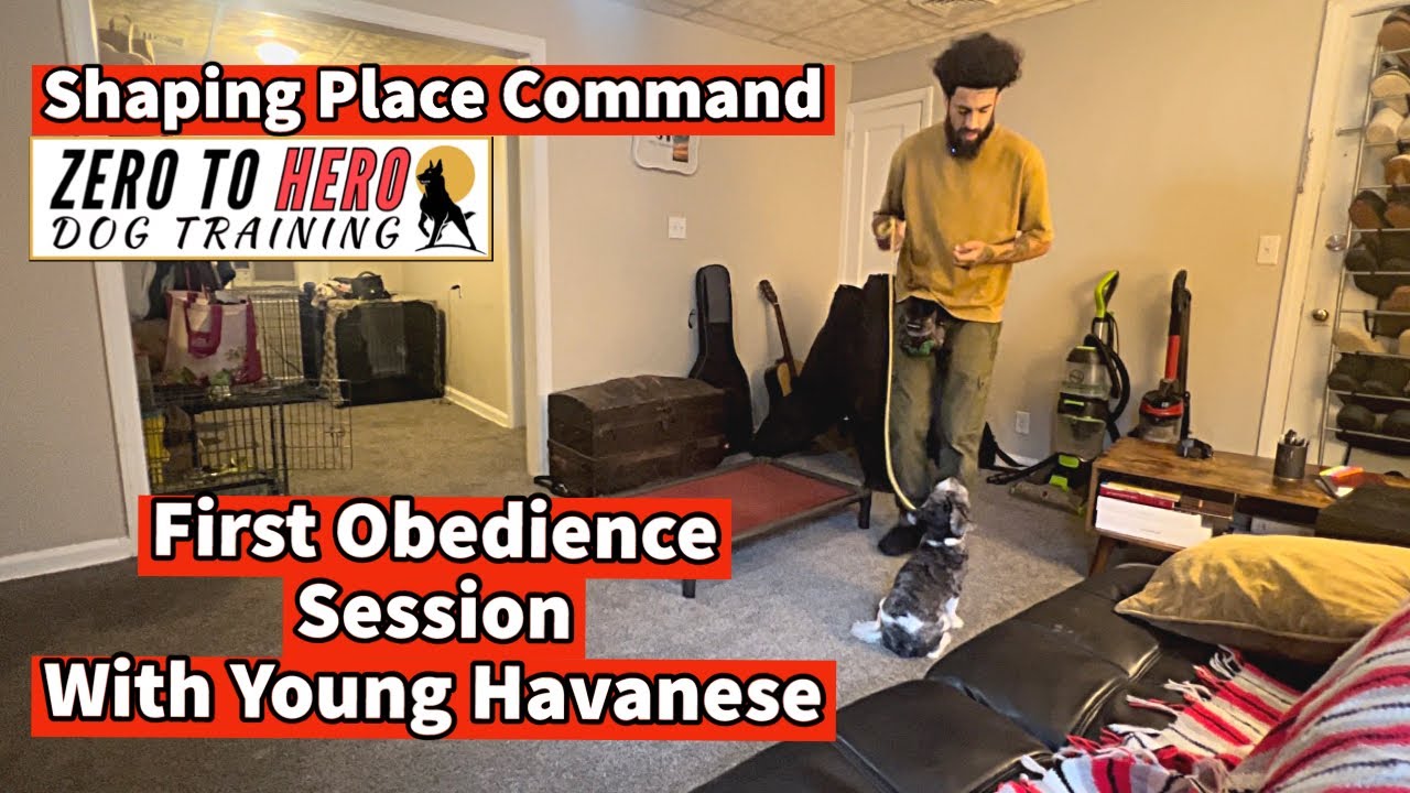 Marker Training & Shaping Place Command - YouTube