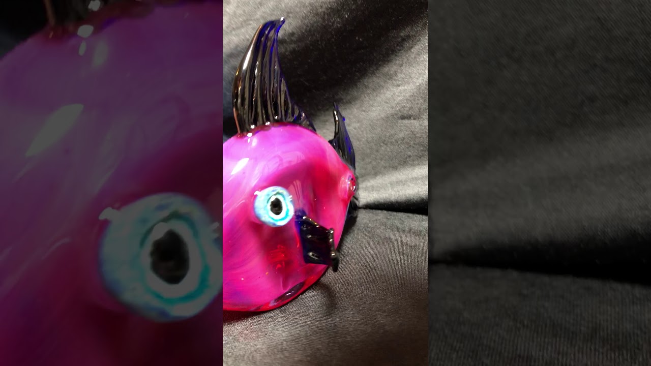 Magnificent Magenta Reef Fish - YouTube