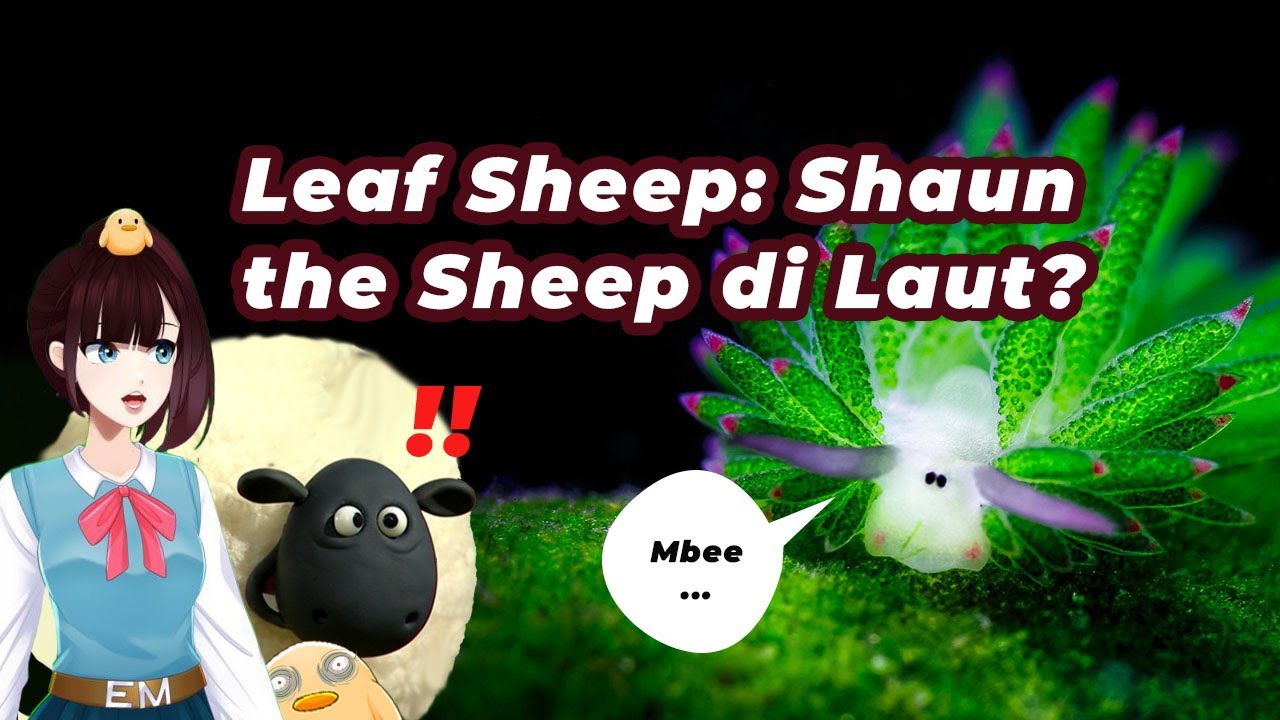 LEAF SHEEP: Domba Daun Laut yang Bisa Fotosintesis! - YouTube