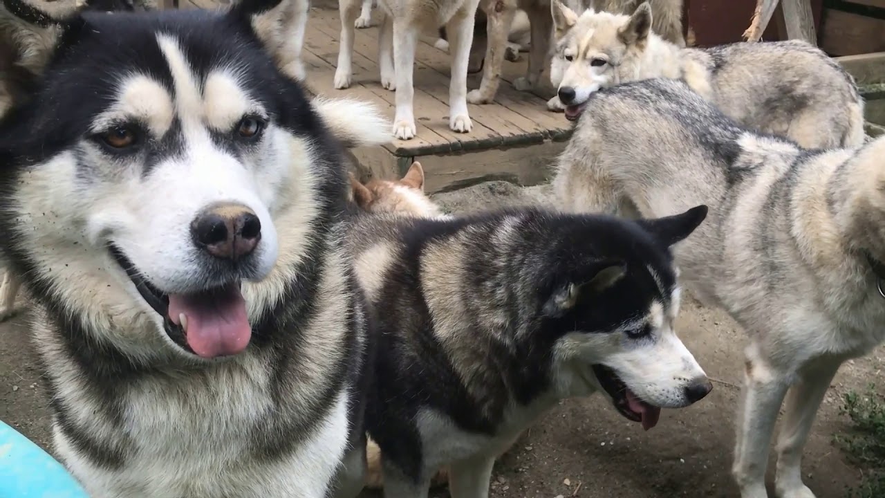 I love huskies song - YouTube