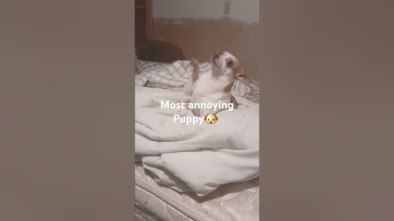Most annoying Puppy - YouTube