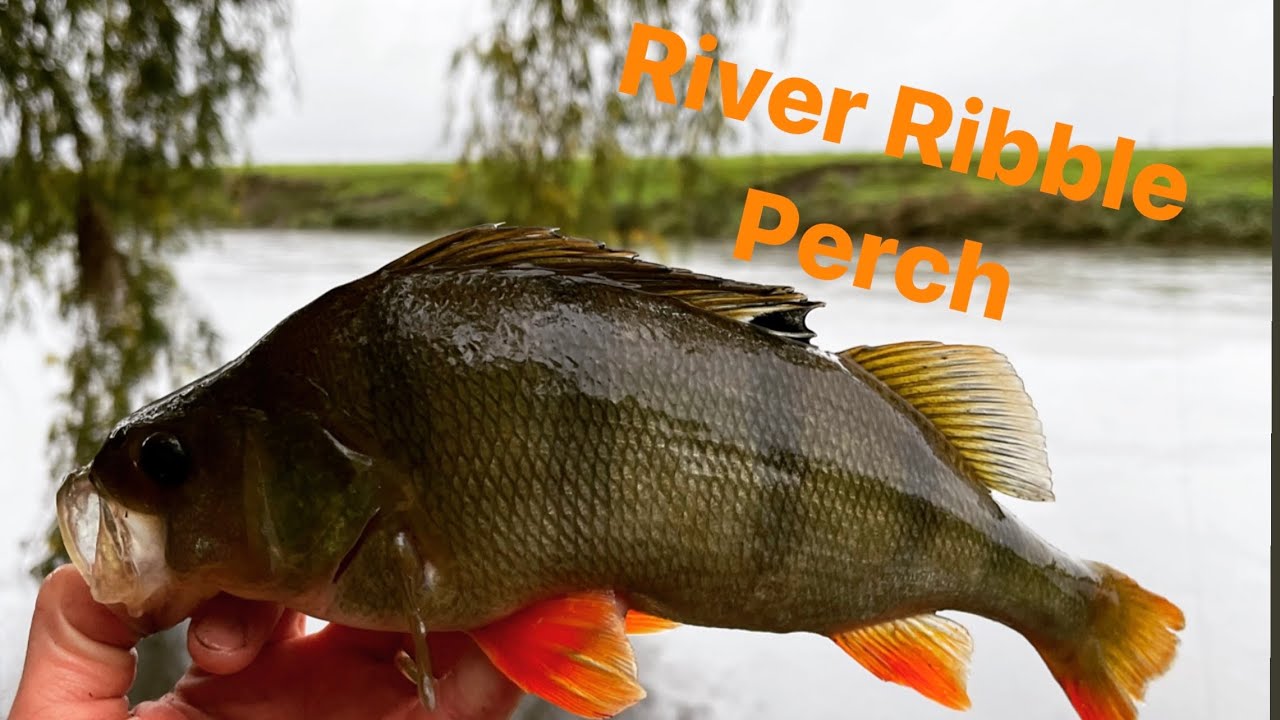 Perch Fishing on the River Ribble - YouTube