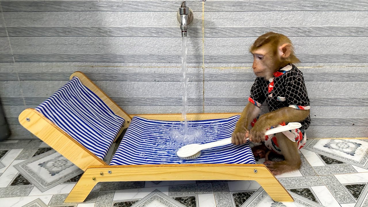 Monkey Kaka's Incredible Intelligence: Watch Her Take a Chair to Wash ...