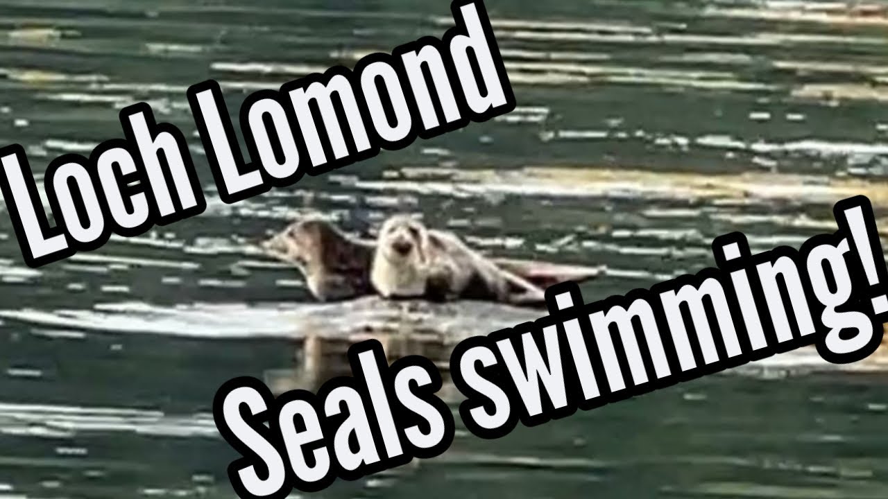 Scotland trip/ Stunning Loch Lomond views!/amazing wildlife encounters ...