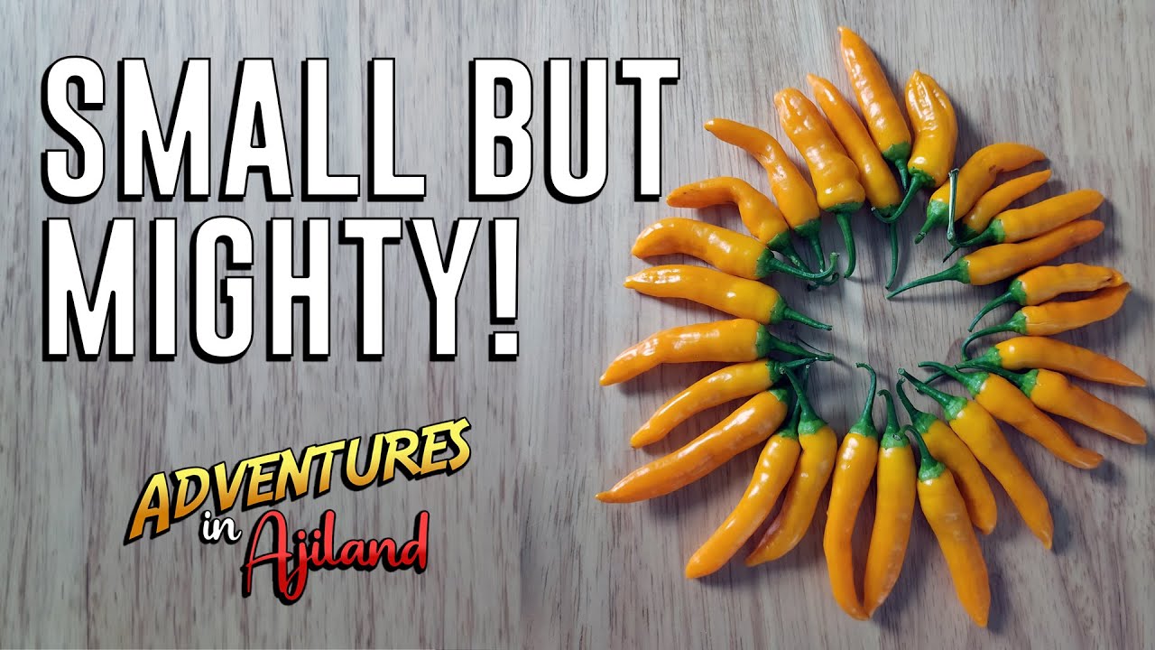 Grows FAST and Tastes GREAT - Aji Chinchi Amarillo - YouTube