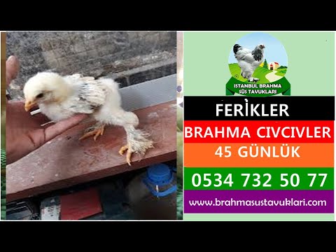 45 Günlük Brahma Civcivleri - www.brahmasustavuklari.com