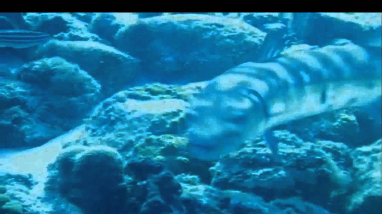 Barracuda - Sonic Youth - YouTube