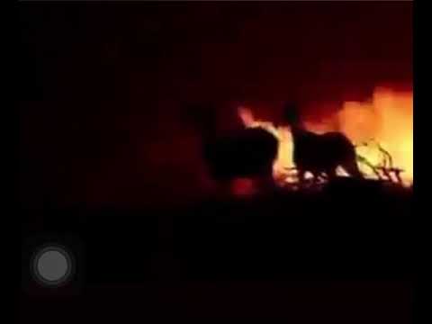 Hatay yanıyor.. Ormandan kaçan hayvanların görüntüsü yürekleri sızlattı