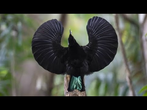 Amazing Scenic Scenes about Dancing Birds | Dancing Birds - YouTube