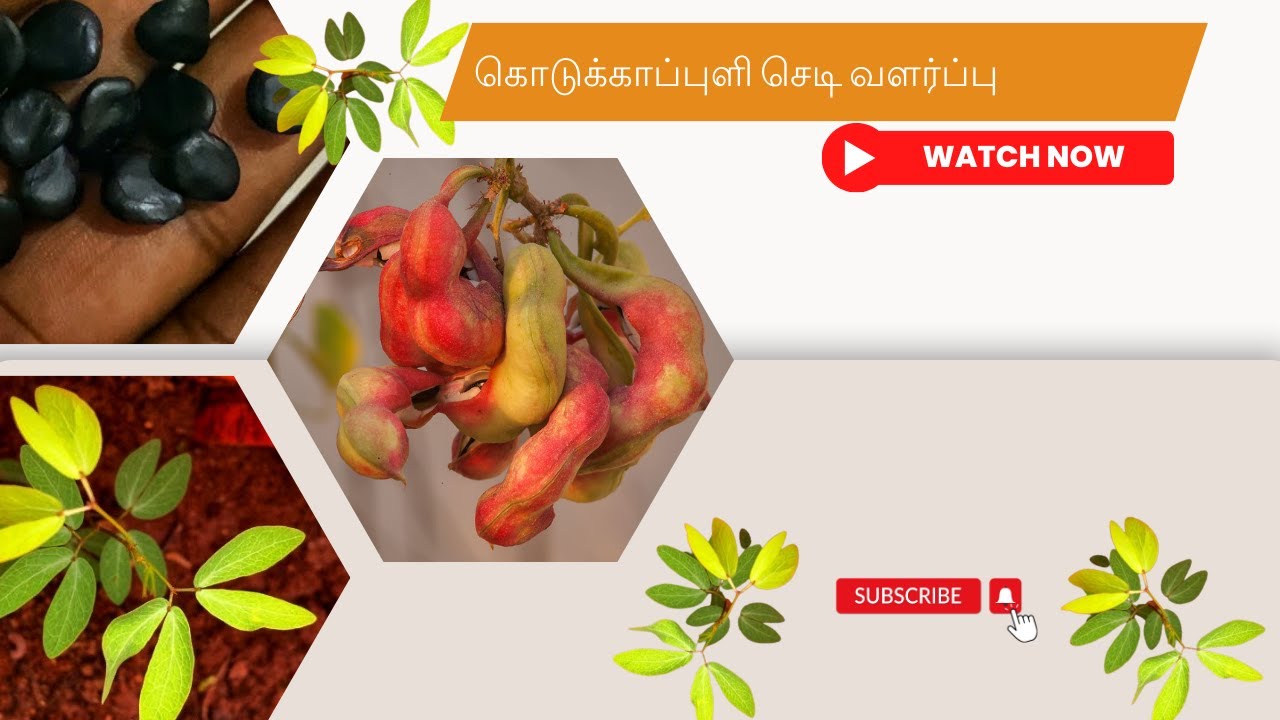 விதையிலிருந்து கொடுக்காப்புளி செடி வளர்ப்பது எப்படி? Kodukapuli Chedi ...