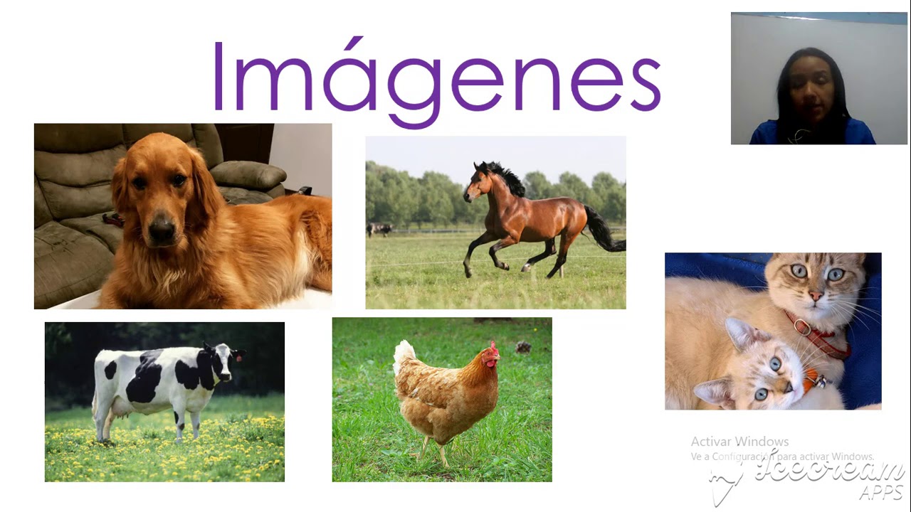 Los Animales Son útiles