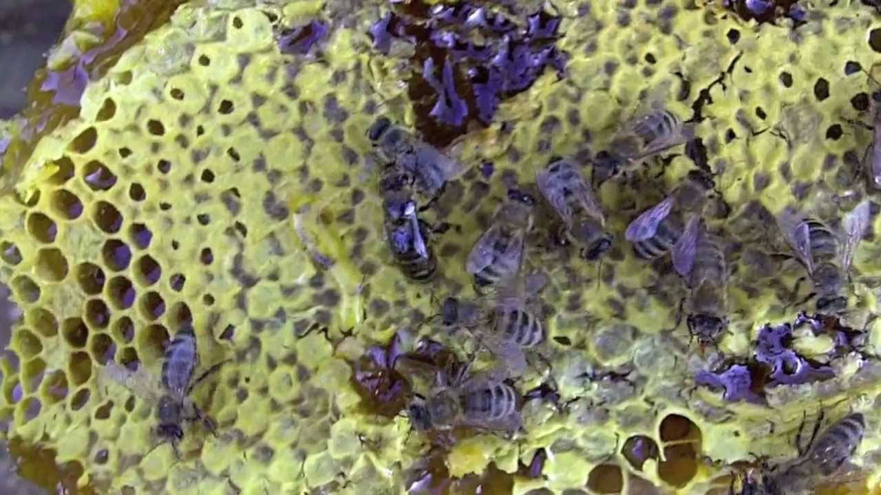 Méhraj befogás vagy méhcsalád mentés?! Ilyet ritkán lát az ember ...