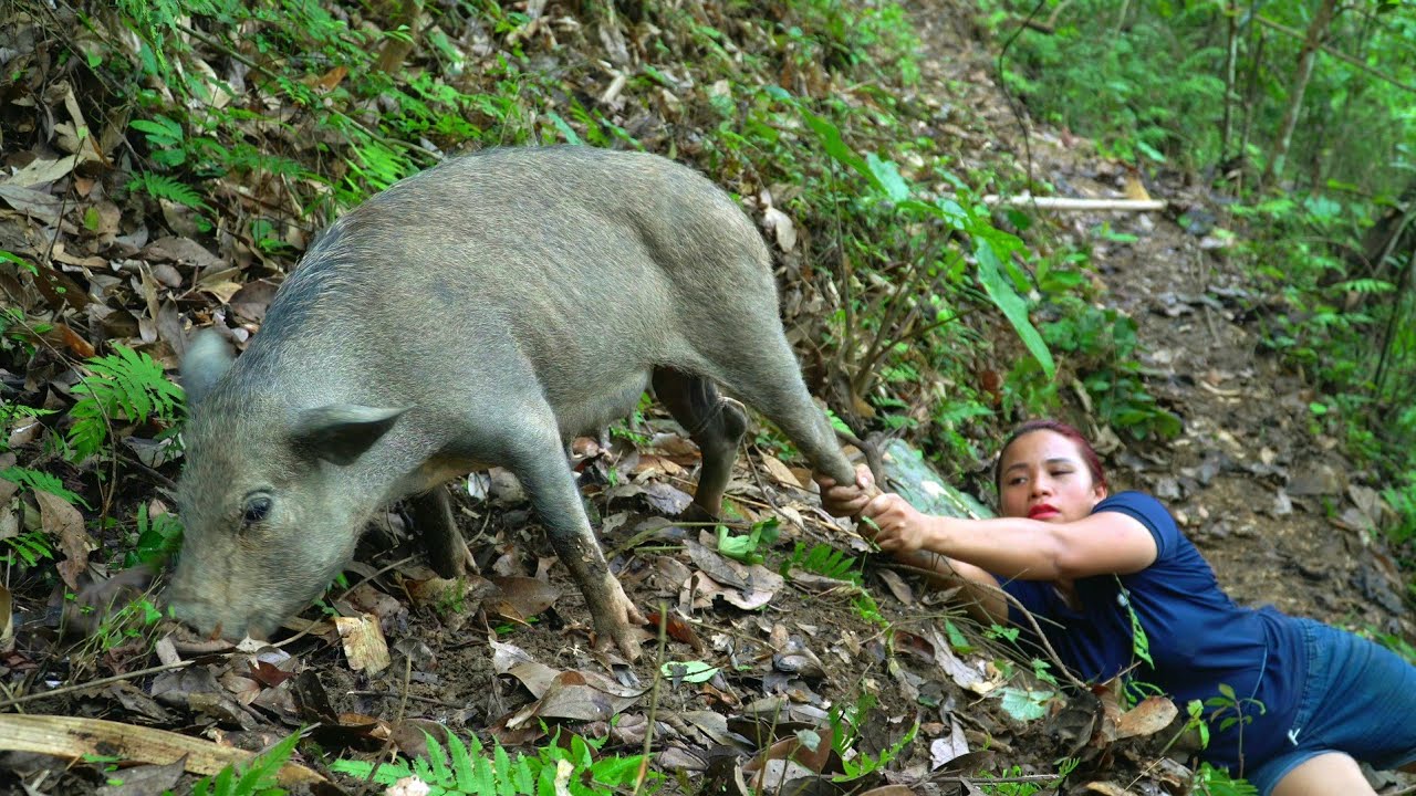 Ferocious wild boar attacks people.? Wild boar traps, stream fish ...