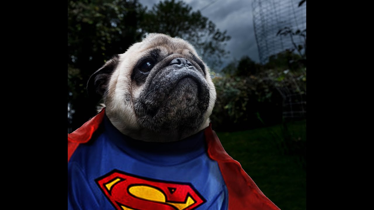 Super Mega Neo Pug | Köpek Çılgın Atıyor! - YouTube