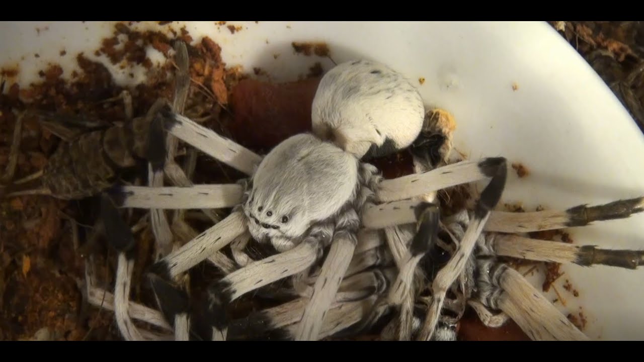 Big Spider Molting Caught on Camera; Israeli Huntsman Spider Cerbalus ...