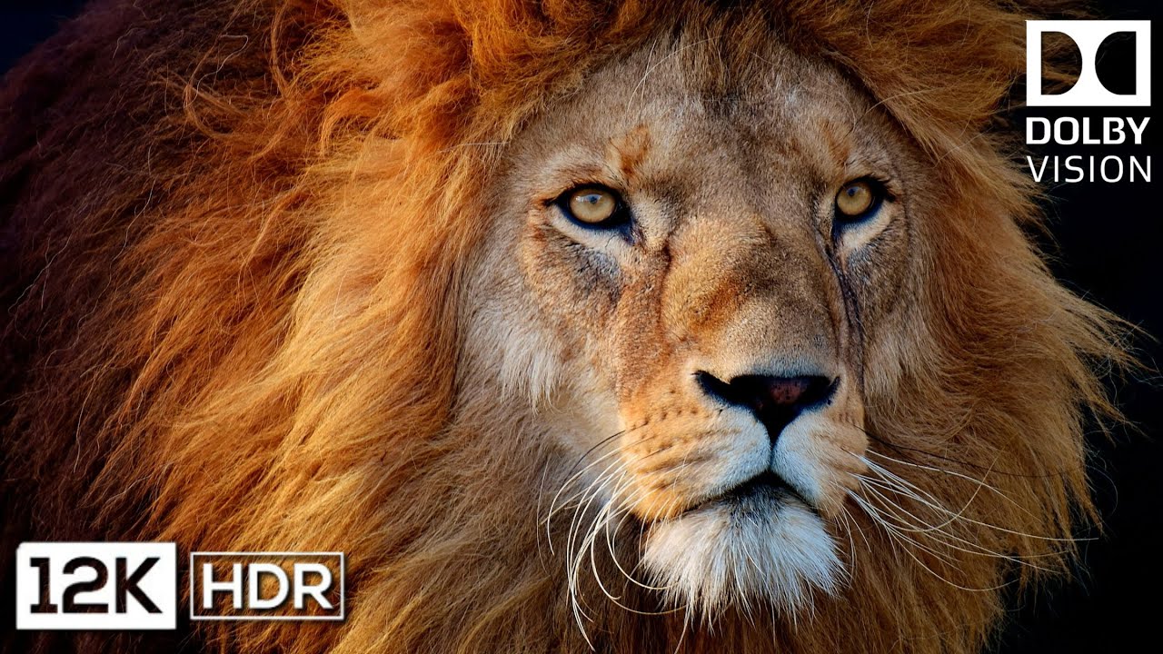 12K HDR Ultra HD | Breathtaking Dolby Vision Display Test #4k #8k #16k ...