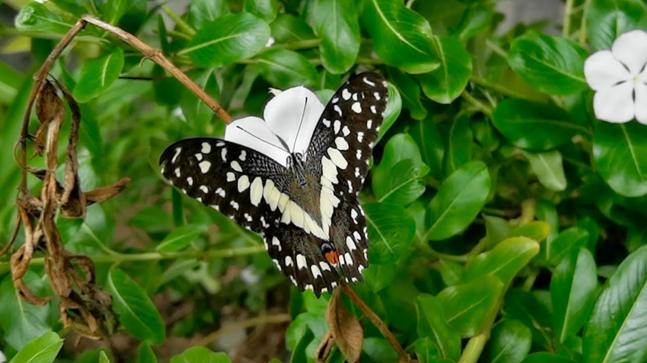 Meet my Animals - Butterfly Flight in slo-mo - YouTube