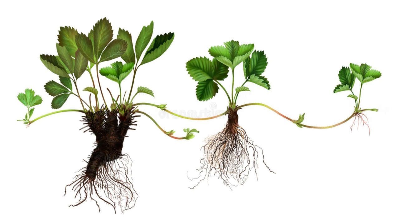 How to Plant Bare-Root Strawberries when they arrive as a tangled ugly mess - YouTube