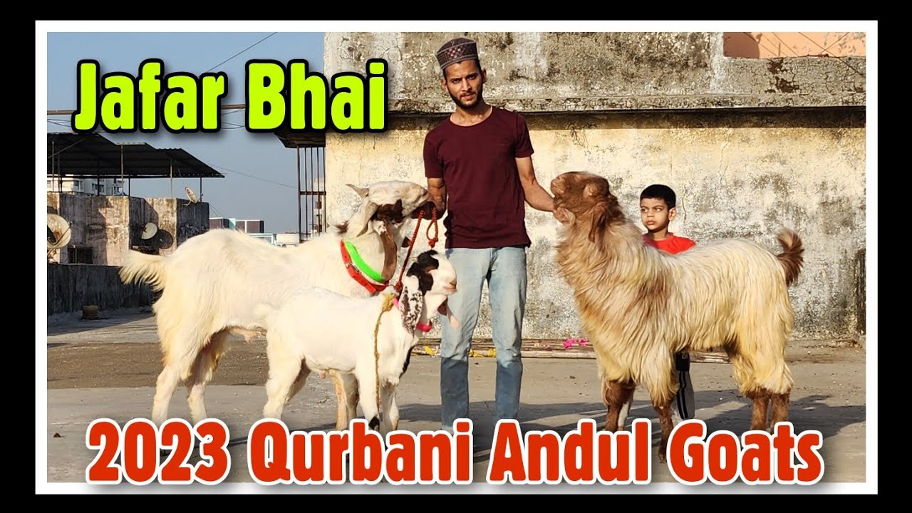 2023 Qurbani Andul Goat Collection JAFAR BHAI | Climate Set Andul Bakre ...