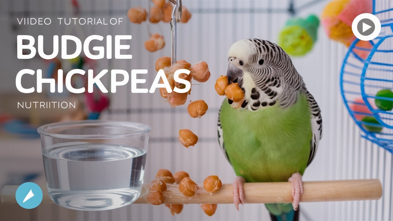 "Healthy Budgies: Feeding Soaked Chickpeas & Fresh Water Routine" # ...