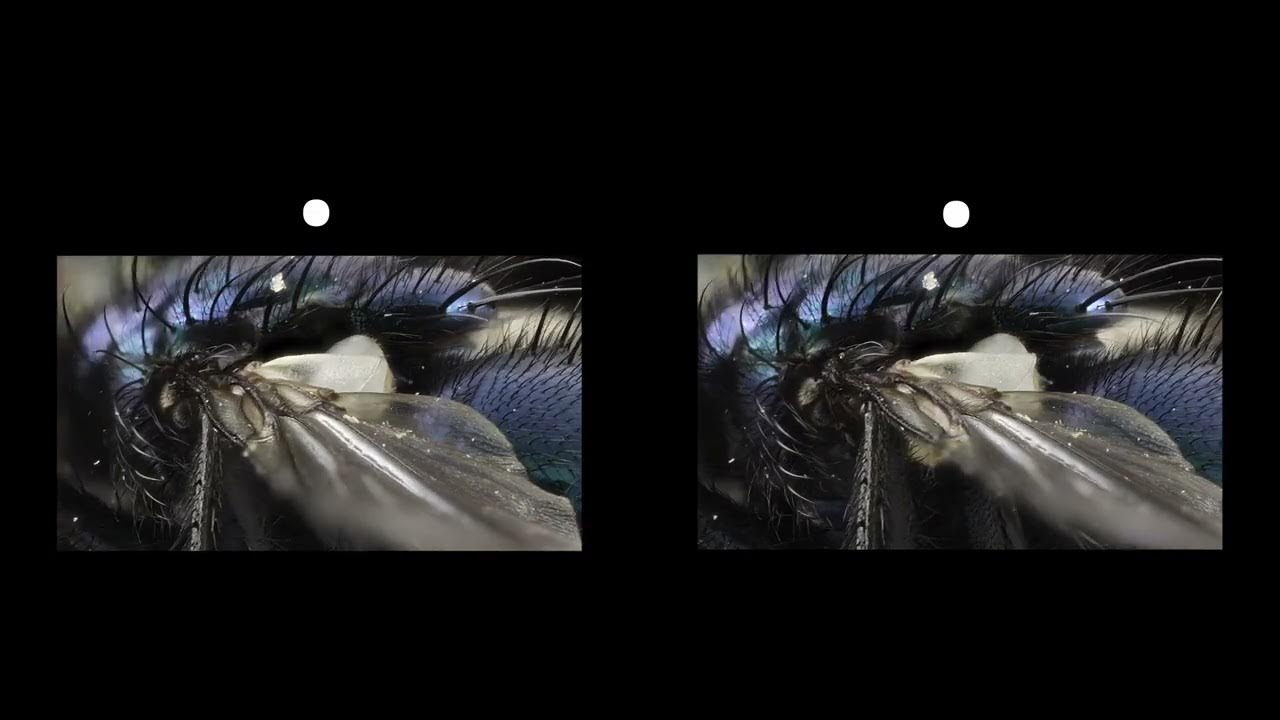 Stereoscopic 3D Focus stack of a fly - YouTube