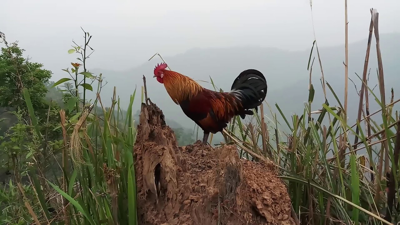 Hnub no ga gaib dib mus ghua seb puas hnov gaib gus teb - YouTube