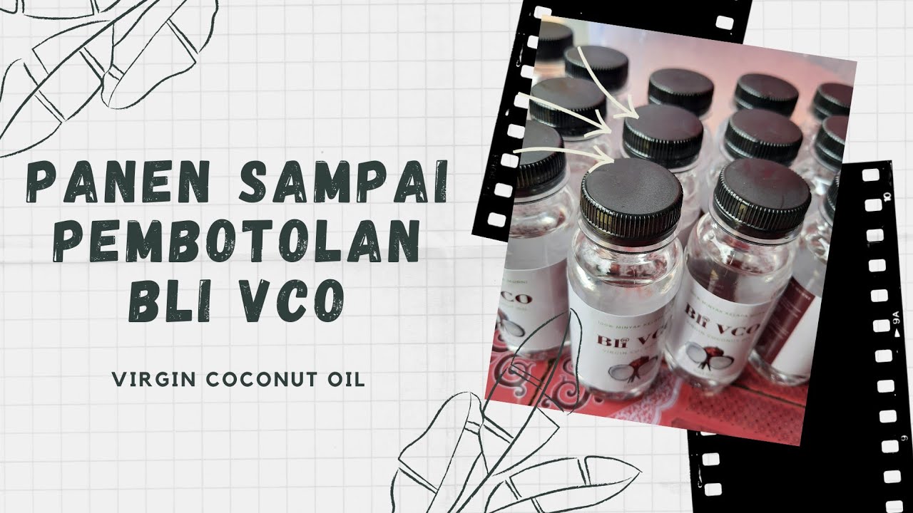 Proses panen Bli VCO Virgin Coconut Oil | Penyaringan dan Pembotolan ...